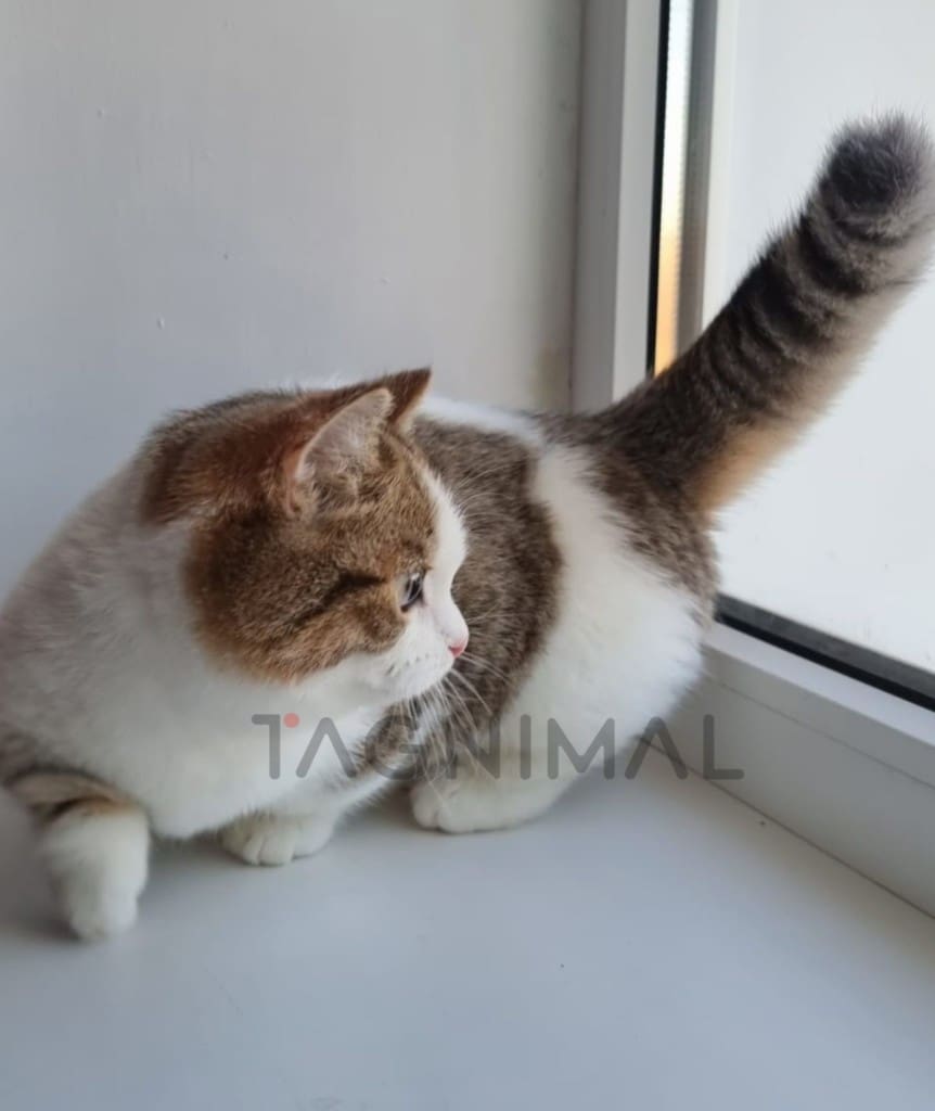 Tosha (โทชา) | Tagnimal