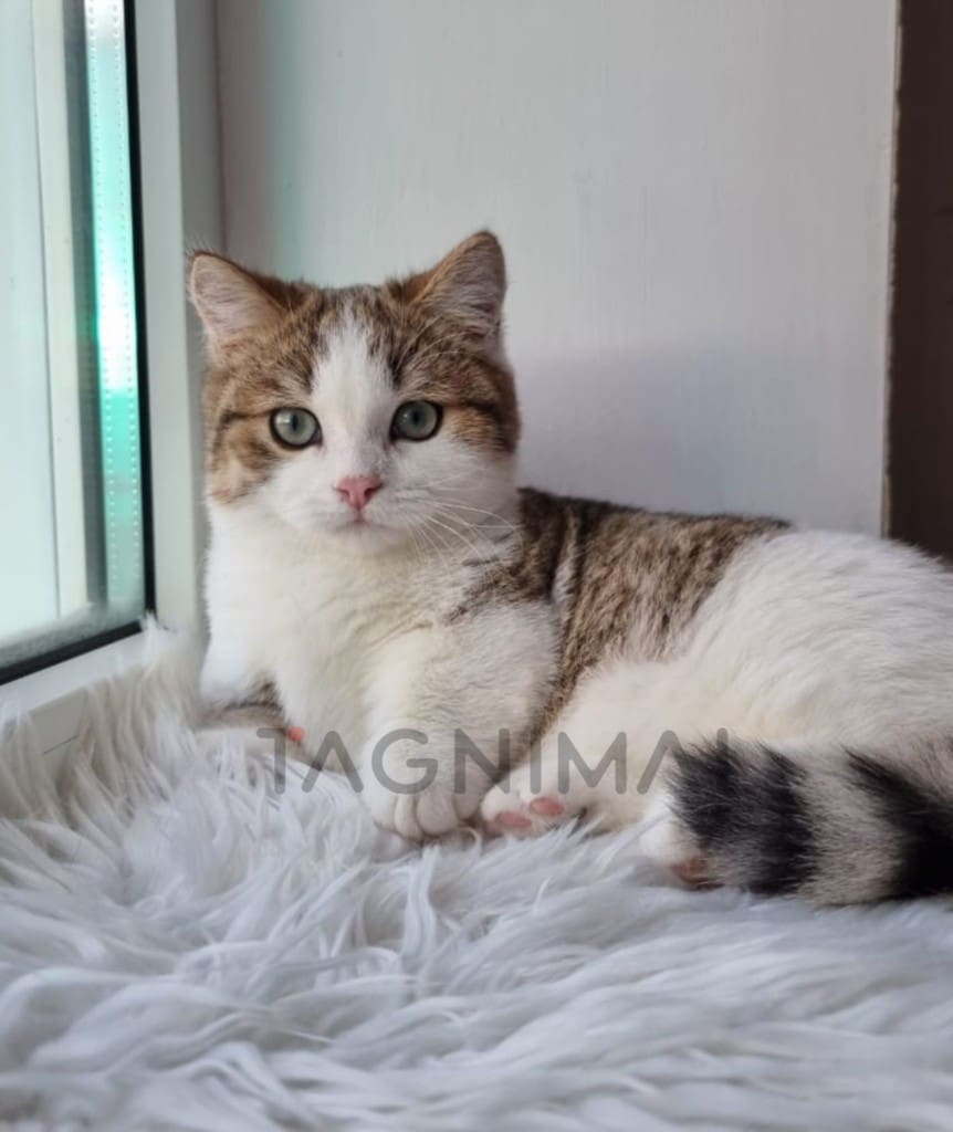 Tosha (โทชา) | Tagnimal