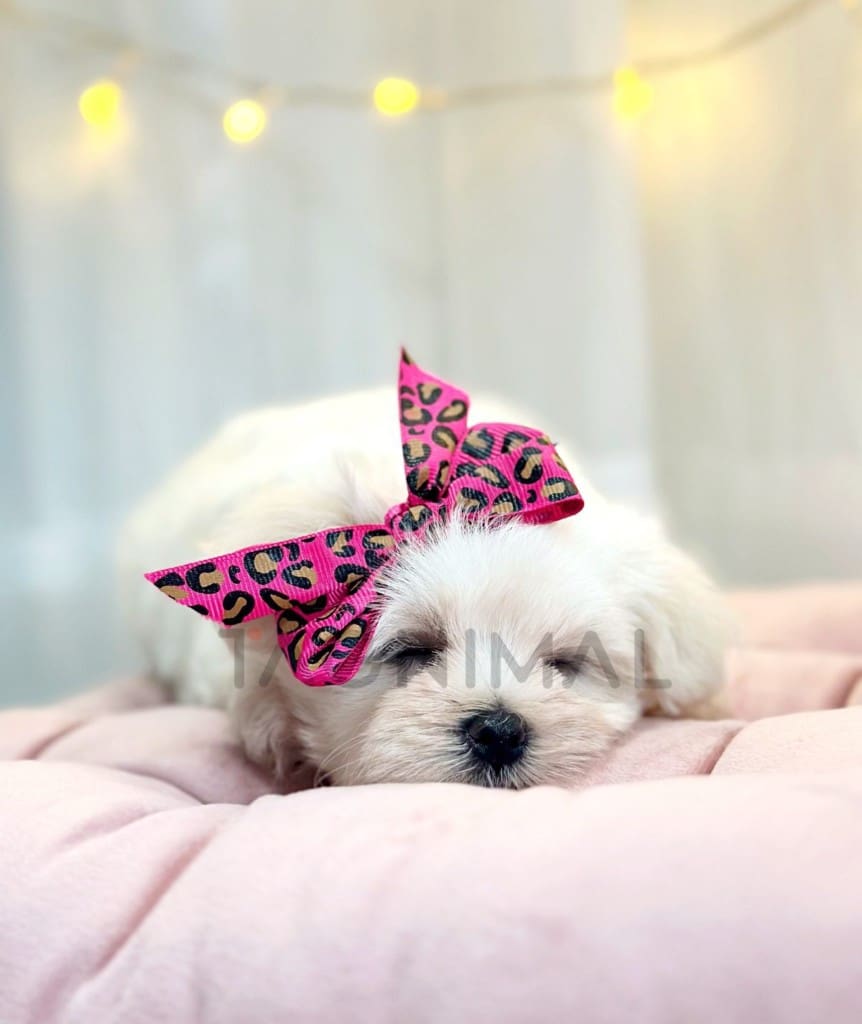 Jisu (จีซู) | Tagnimal