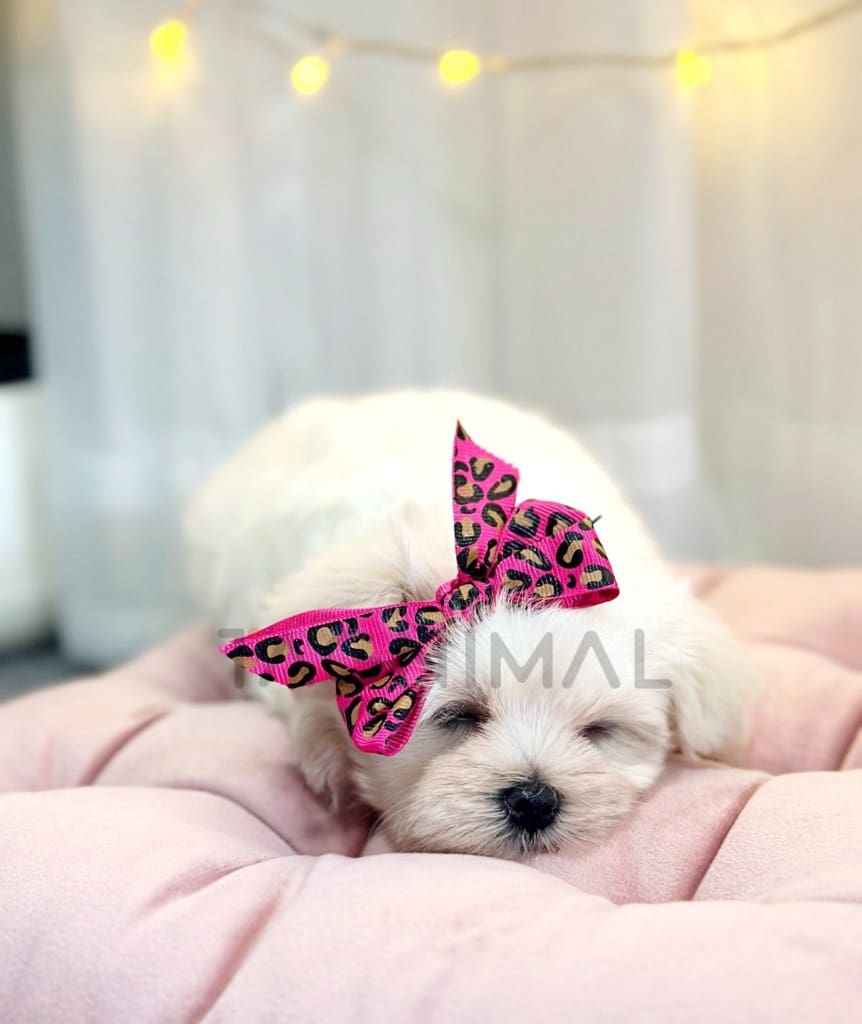 Jisu (จีซู) | Tagnimal