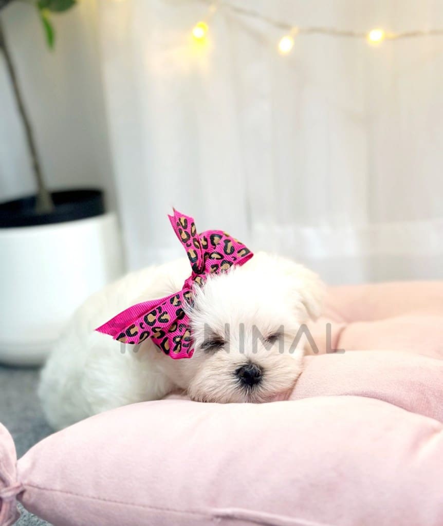 Jisu (จีซู) | Tagnimal