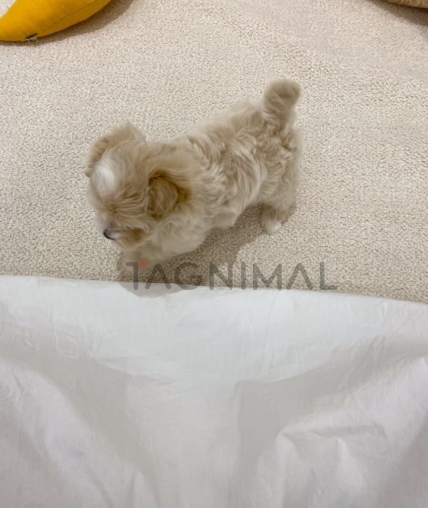 Kai (ไค) | Tagnimal