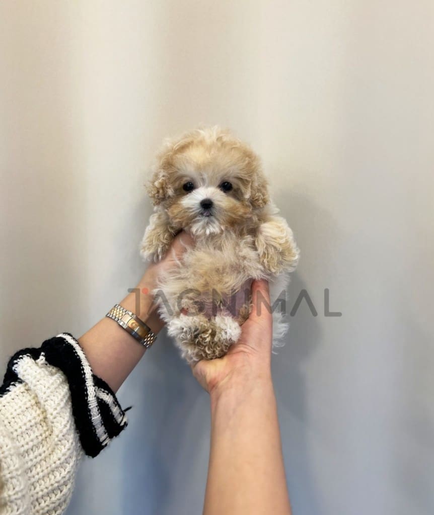 Lilo (ลิโล) | Tagnimal