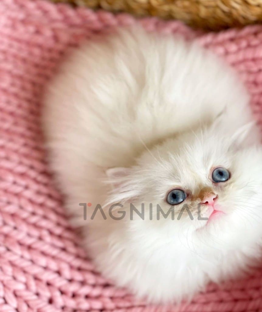 Jenny (เจนนี่) | Tagnimal