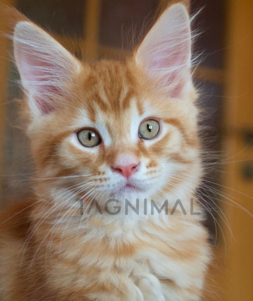 Amor (อมอร์) | Tagnimal