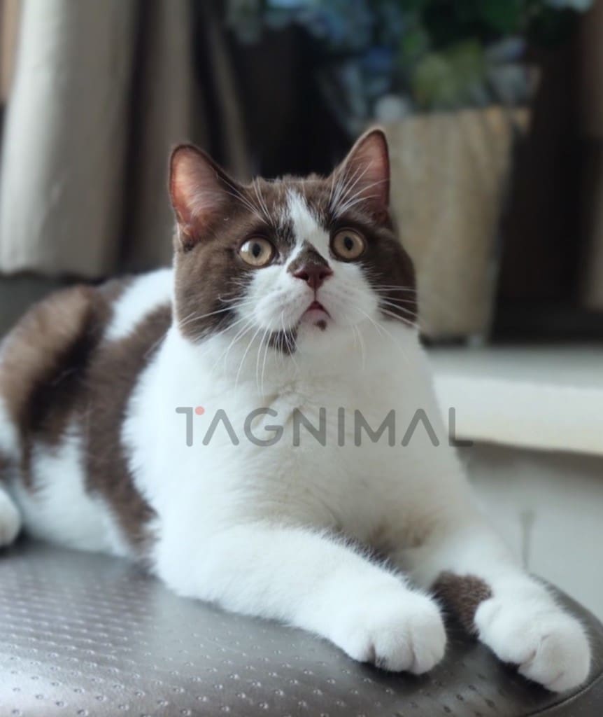 Enzo (เอนโซ่) | Tagnimal