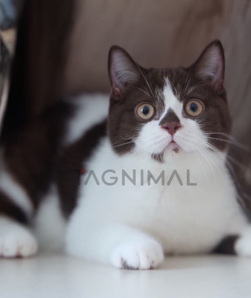 Enzo (เอนโซ่) | Tagnimal