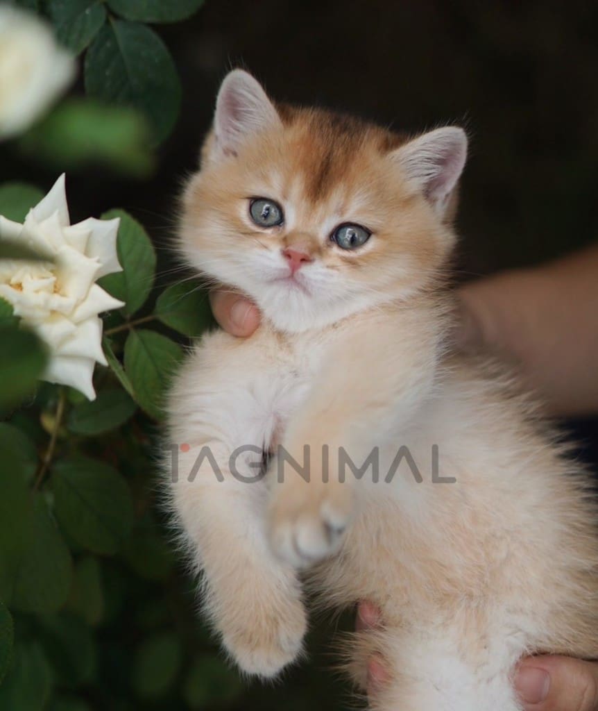 Geisha (เกอิชา) | Tagnimal