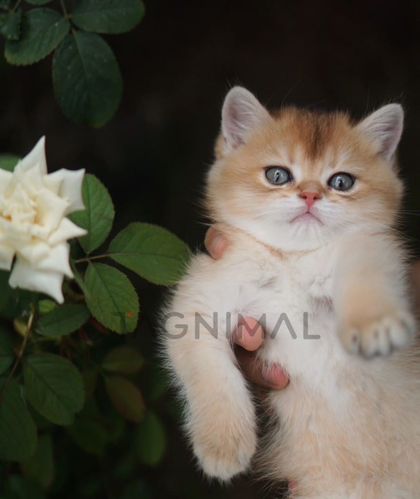 Geisha (เกอิชา) | Tagnimal