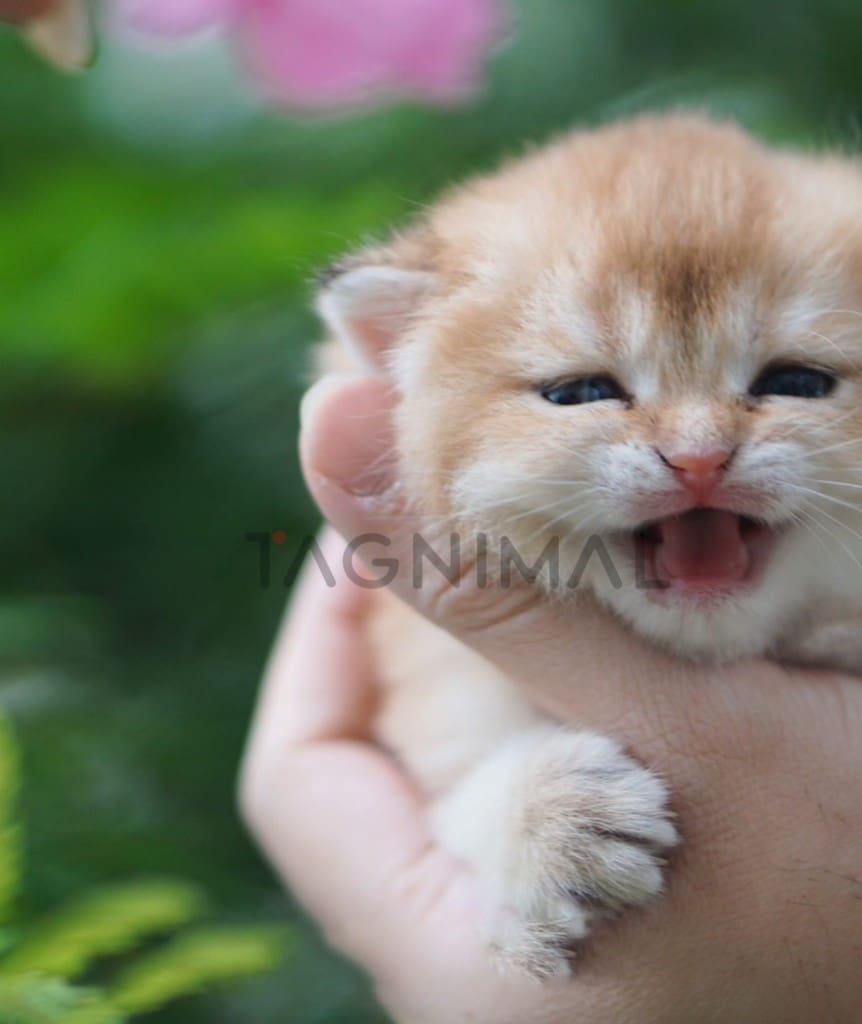 Geisha (เกอิชา) | Tagnimal