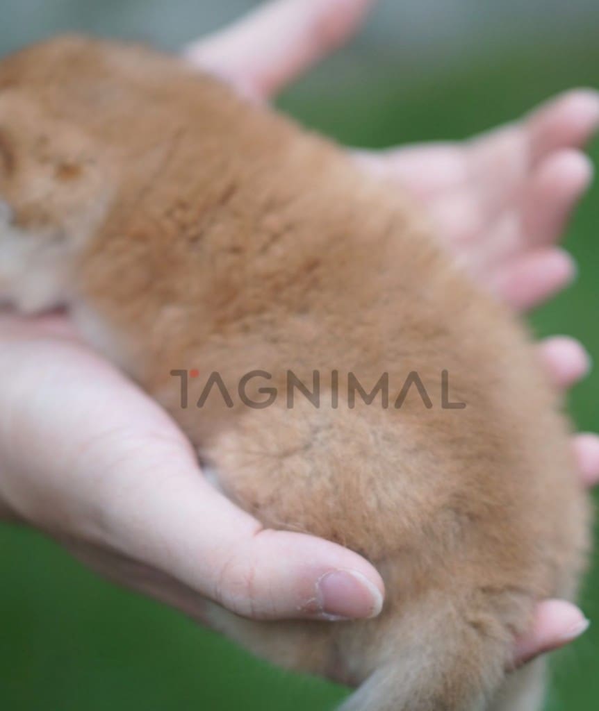 Geisha (เกอิชา) | Tagnimal