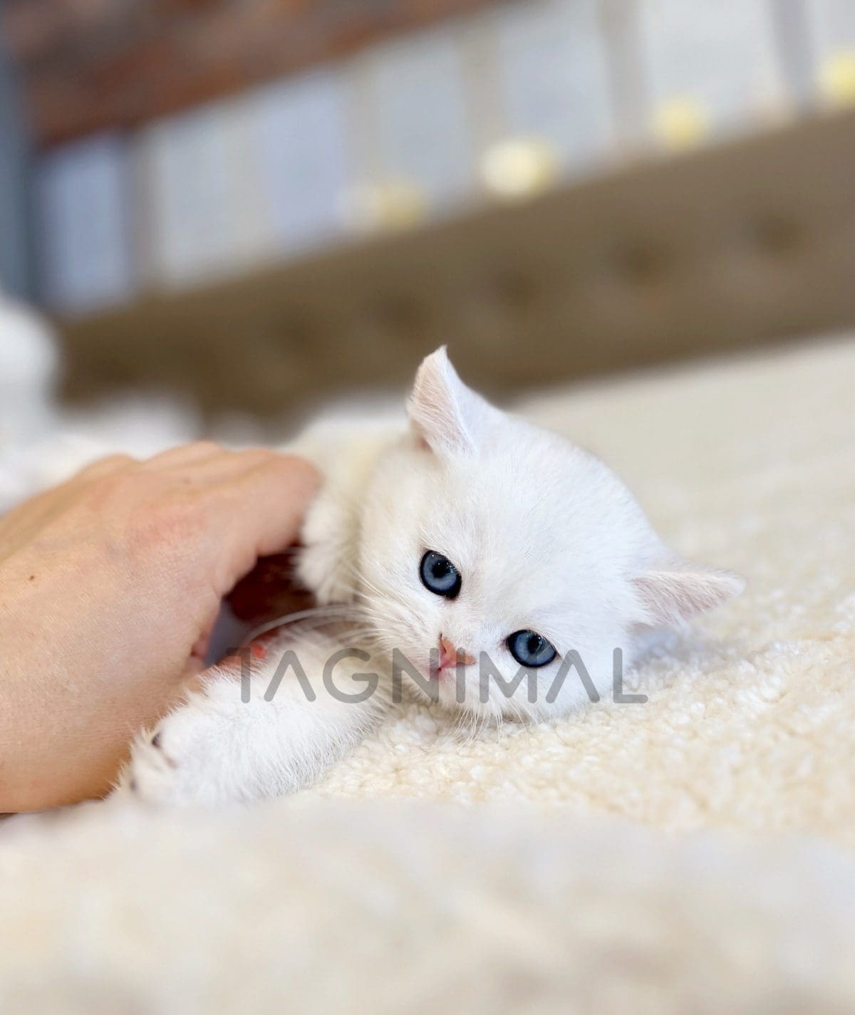 Pure (เพียว) | Tagnimal