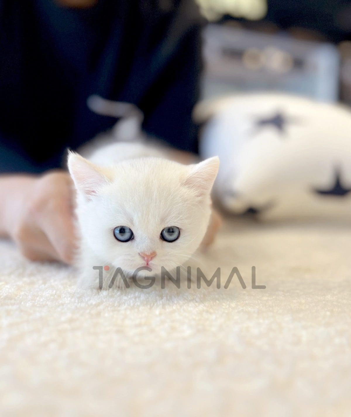 Pure (เพียว) | Tagnimal