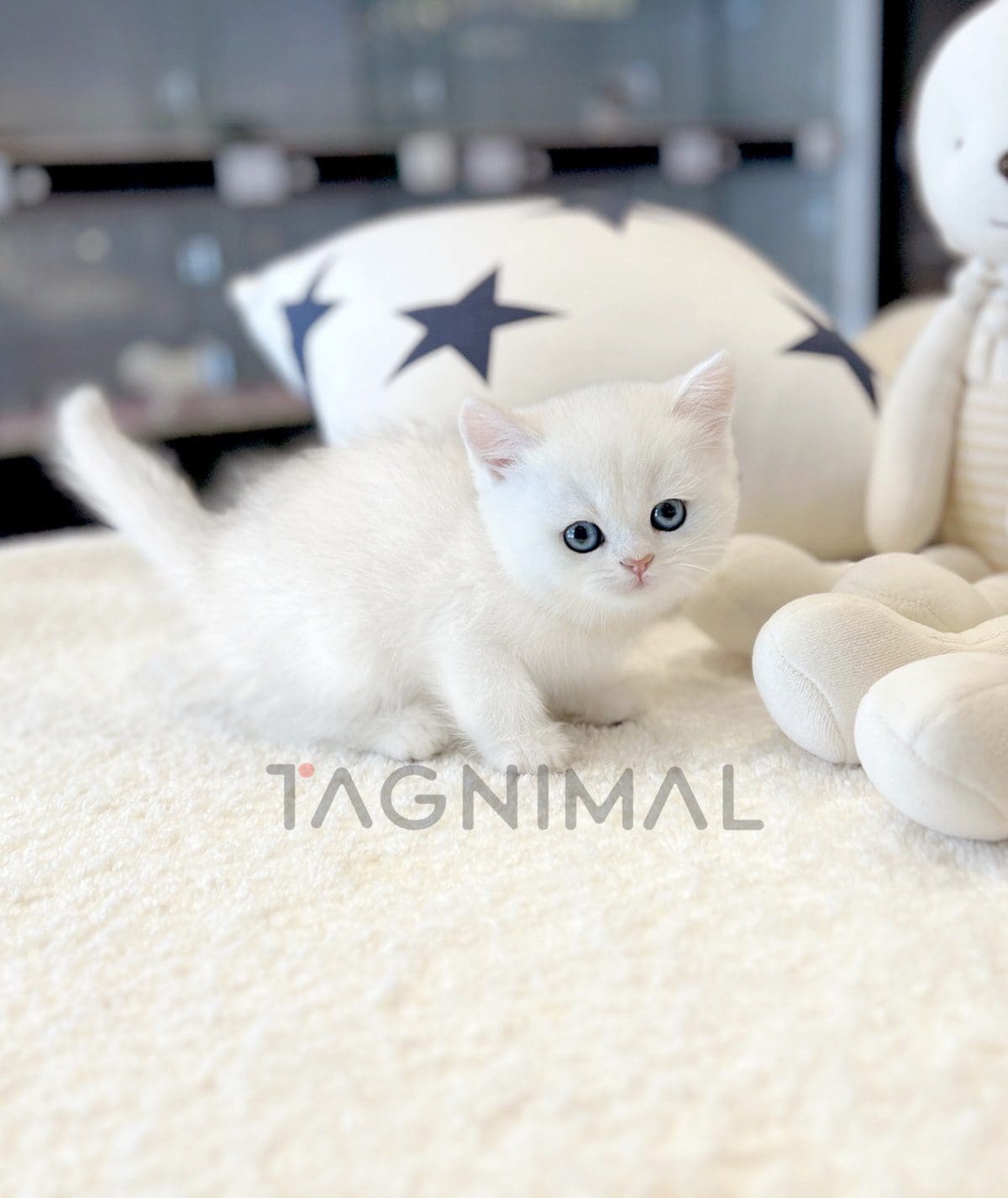 Pure (เพียว) | Tagnimal