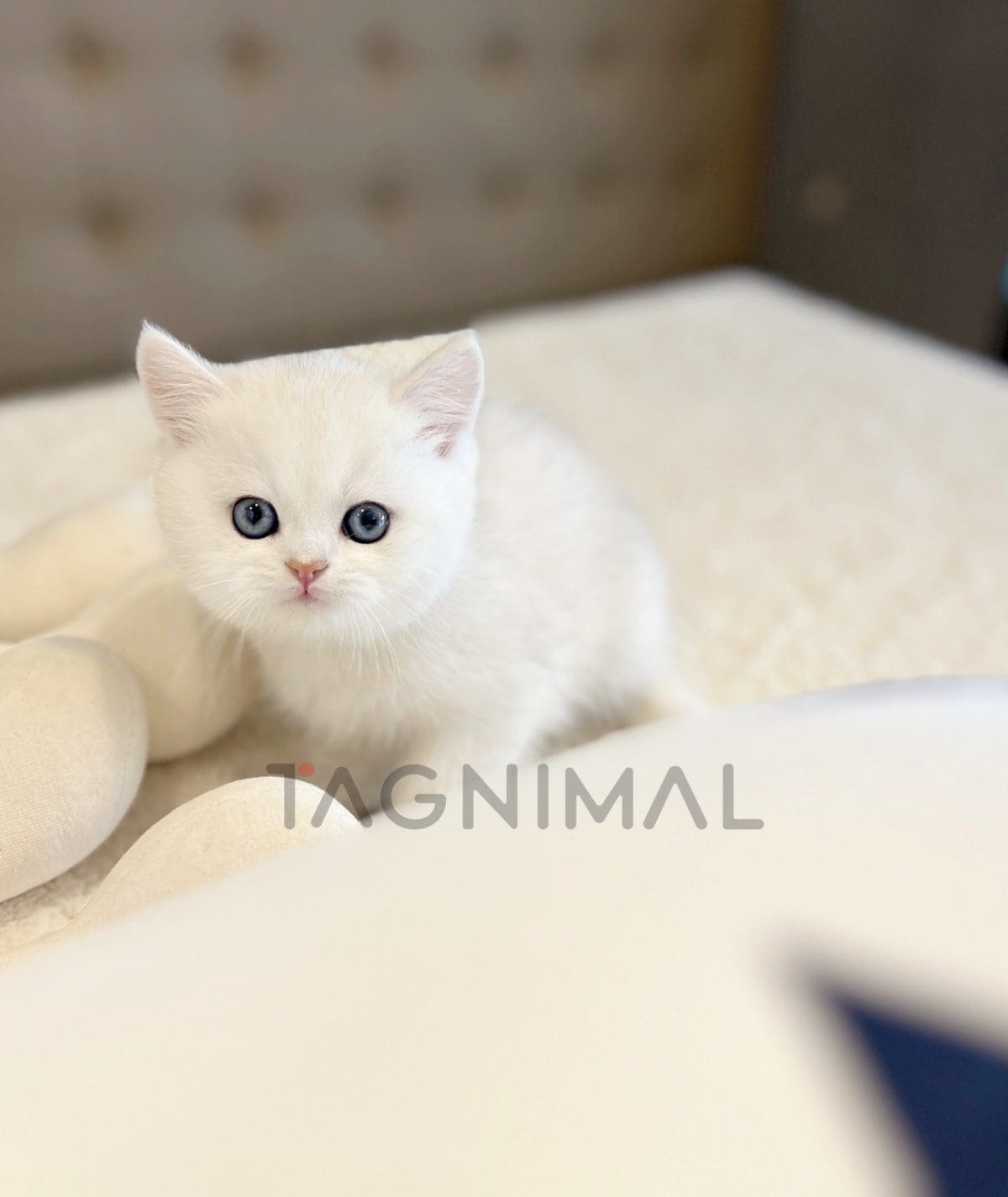 Pure (เพียว) | Tagnimal