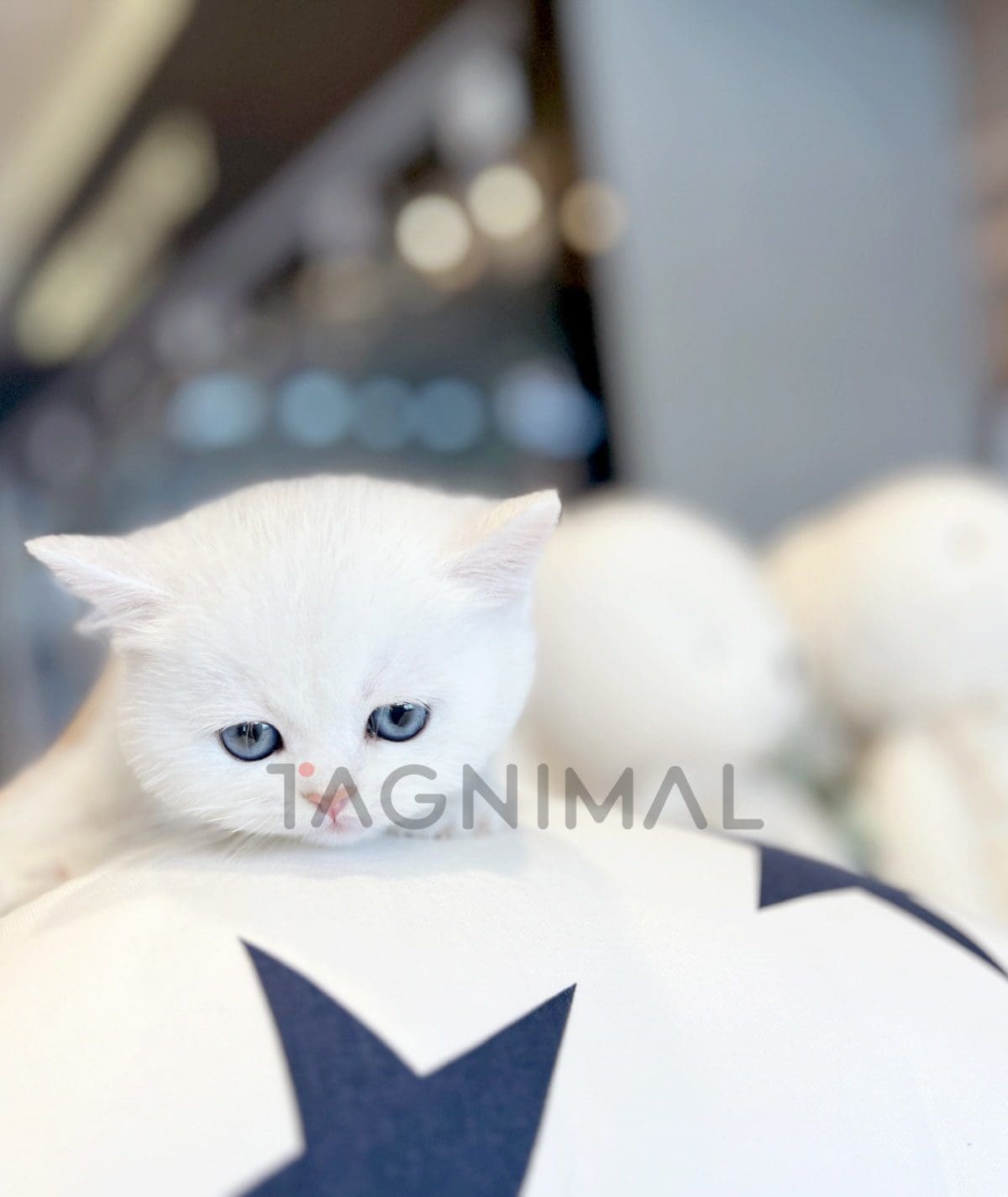 Pure (เพียว) | Tagnimal