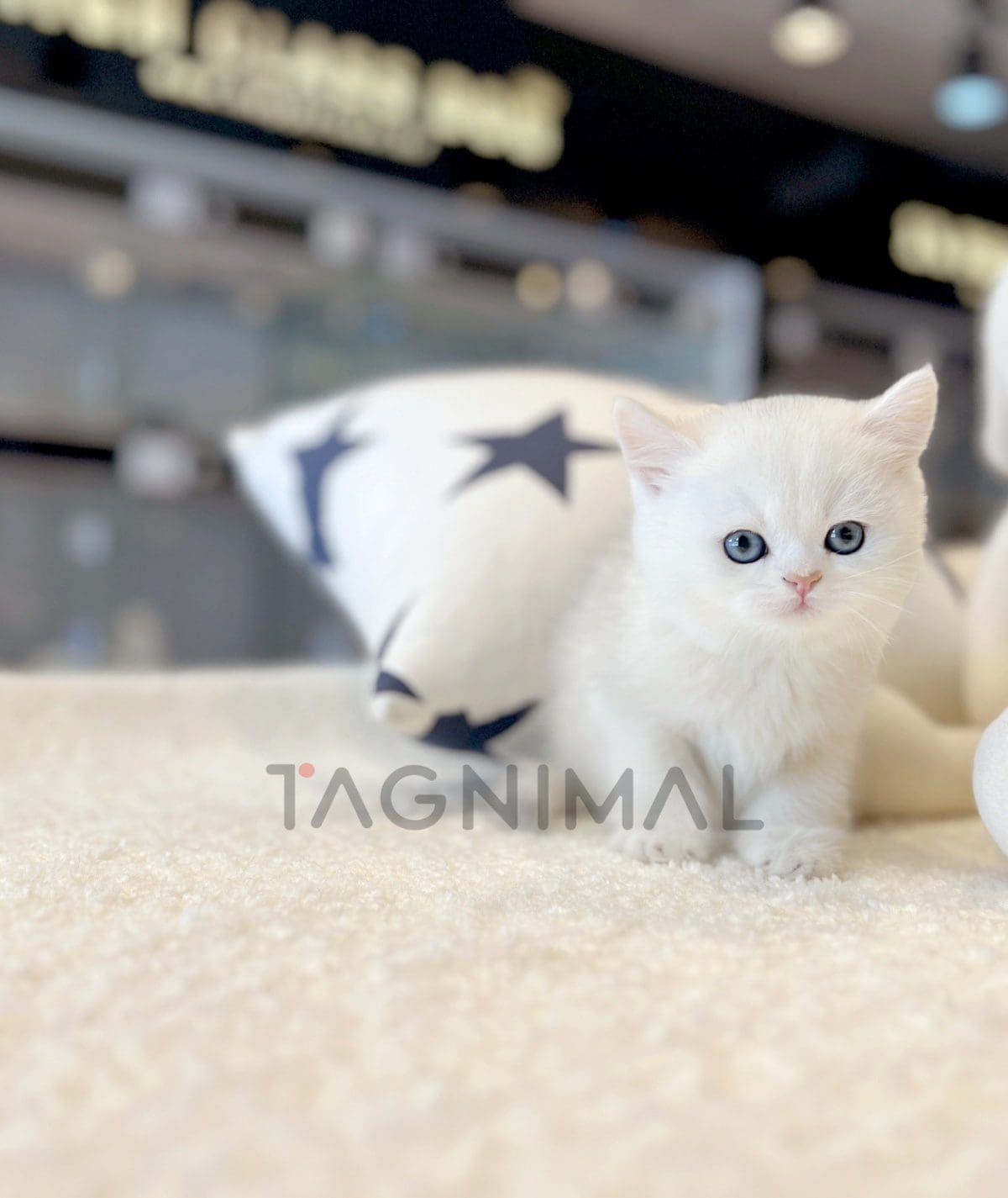 Pure (เพียว) | Tagnimal