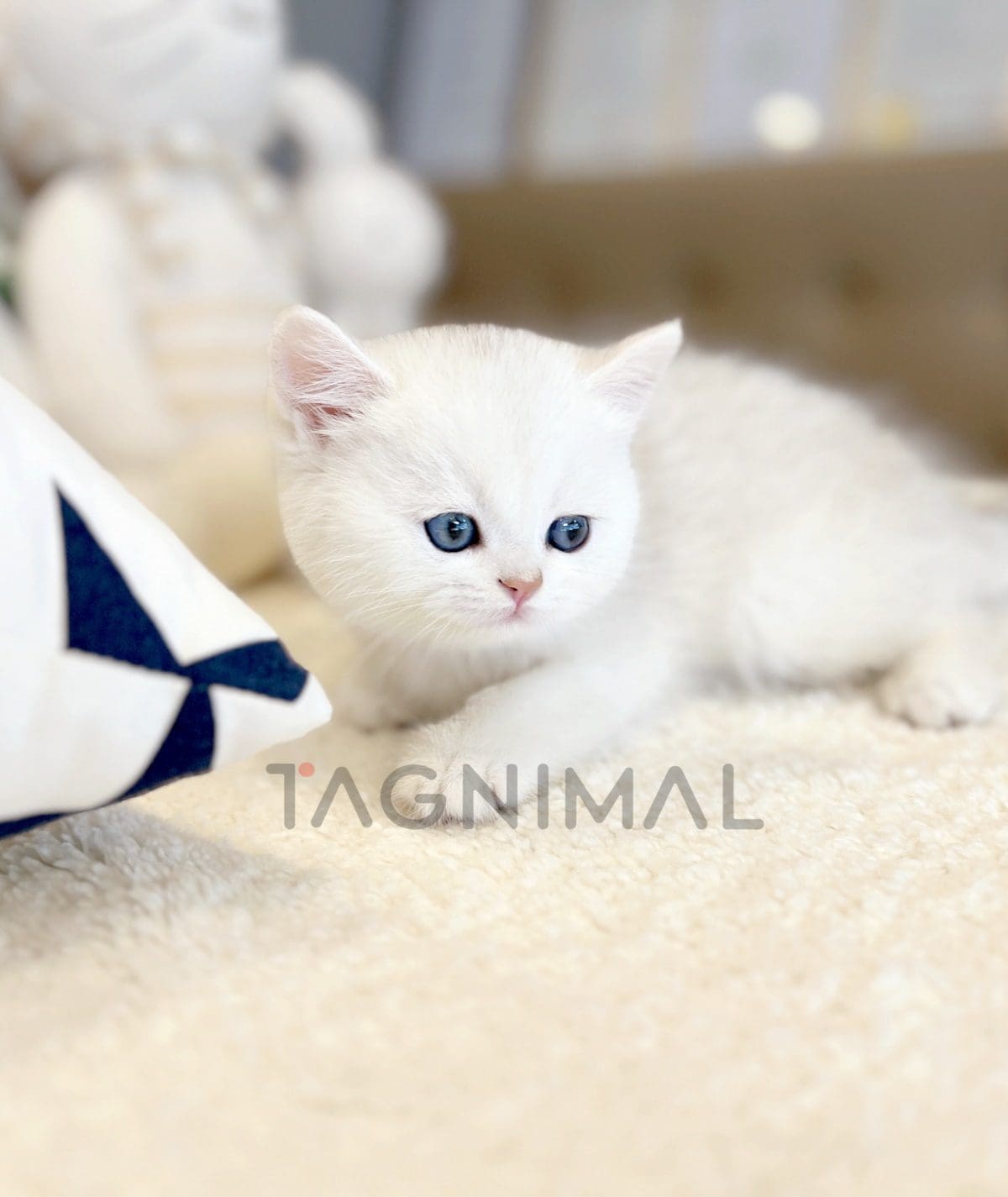 Pure (เพียว) | Tagnimal