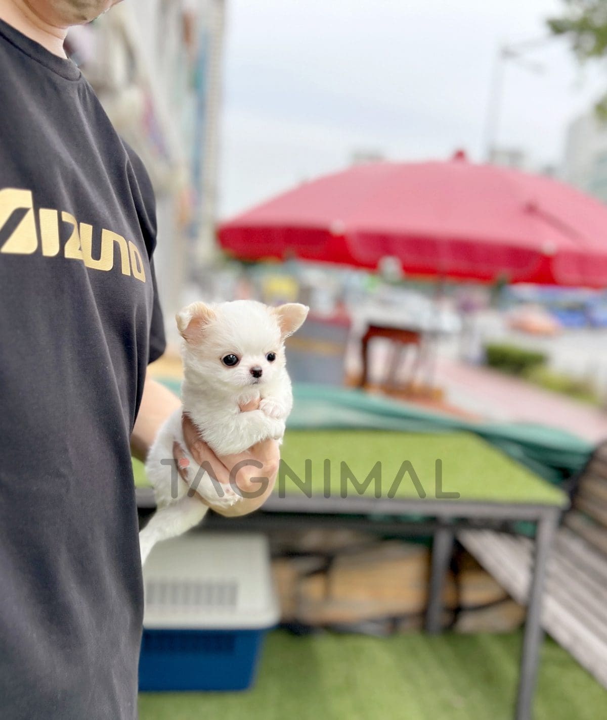 Drago (ดราโก) | Tagnimal