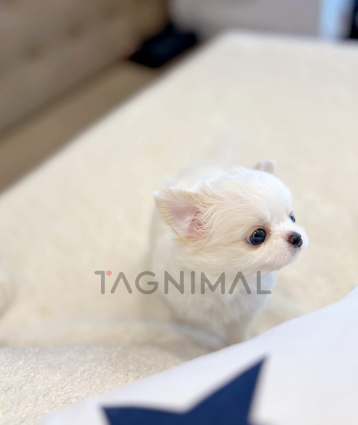 Drago (ดราโก) | Tagnimal