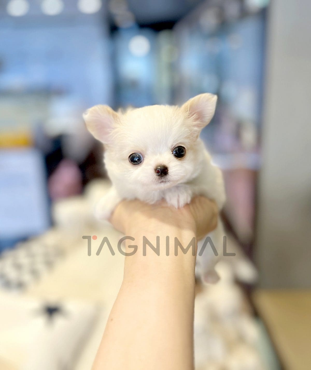 Drago (ดราโก) | Tagnimal