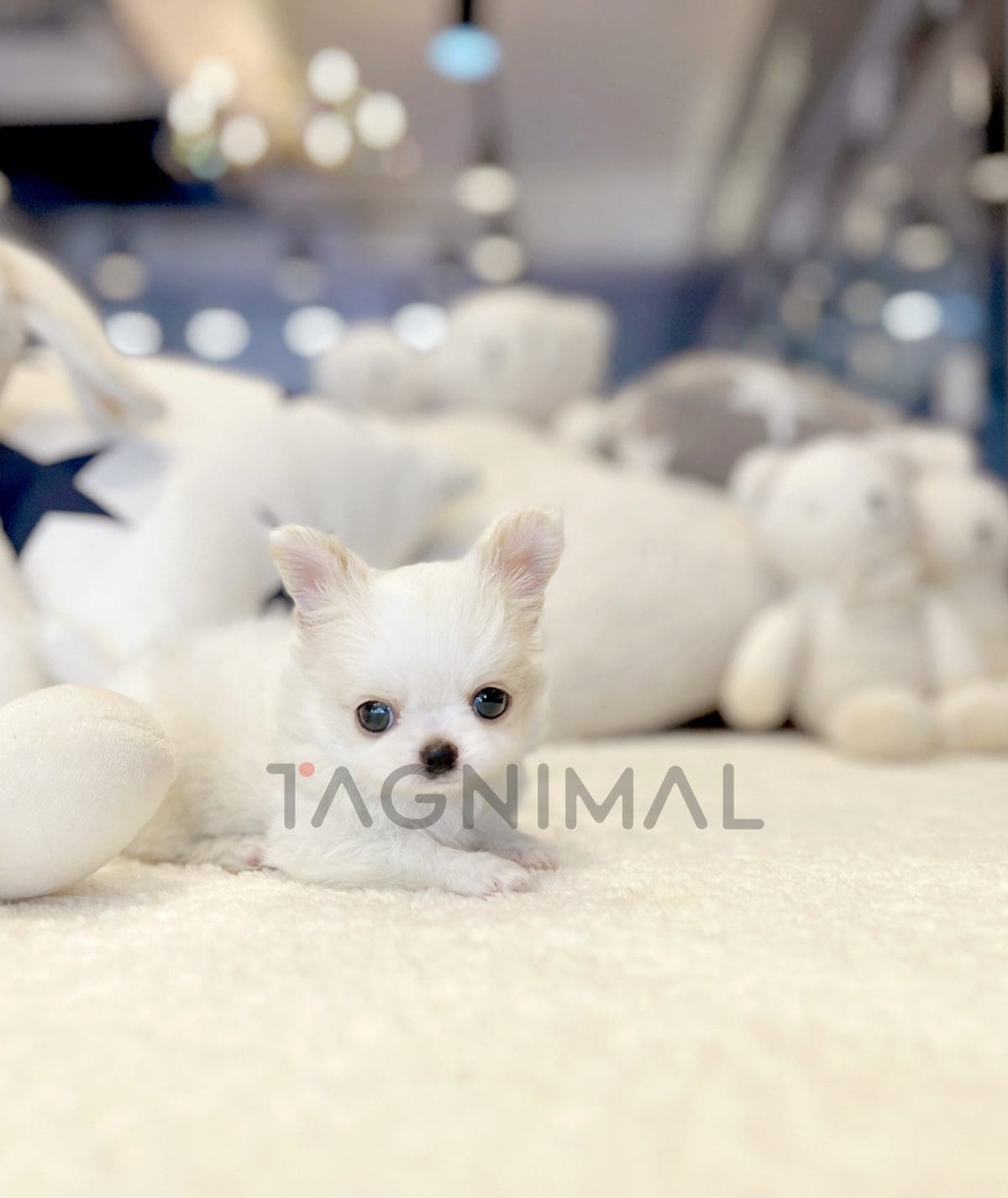 Drago (ดราโก) | Tagnimal