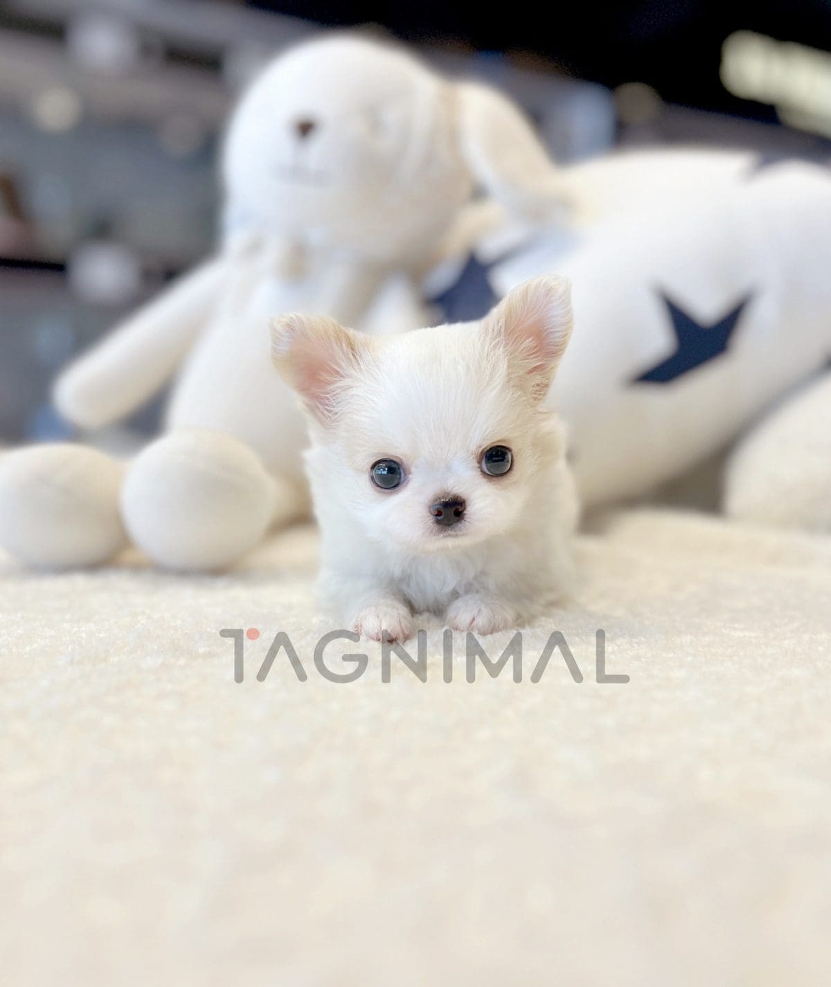 Drago (ดราโก) | Tagnimal