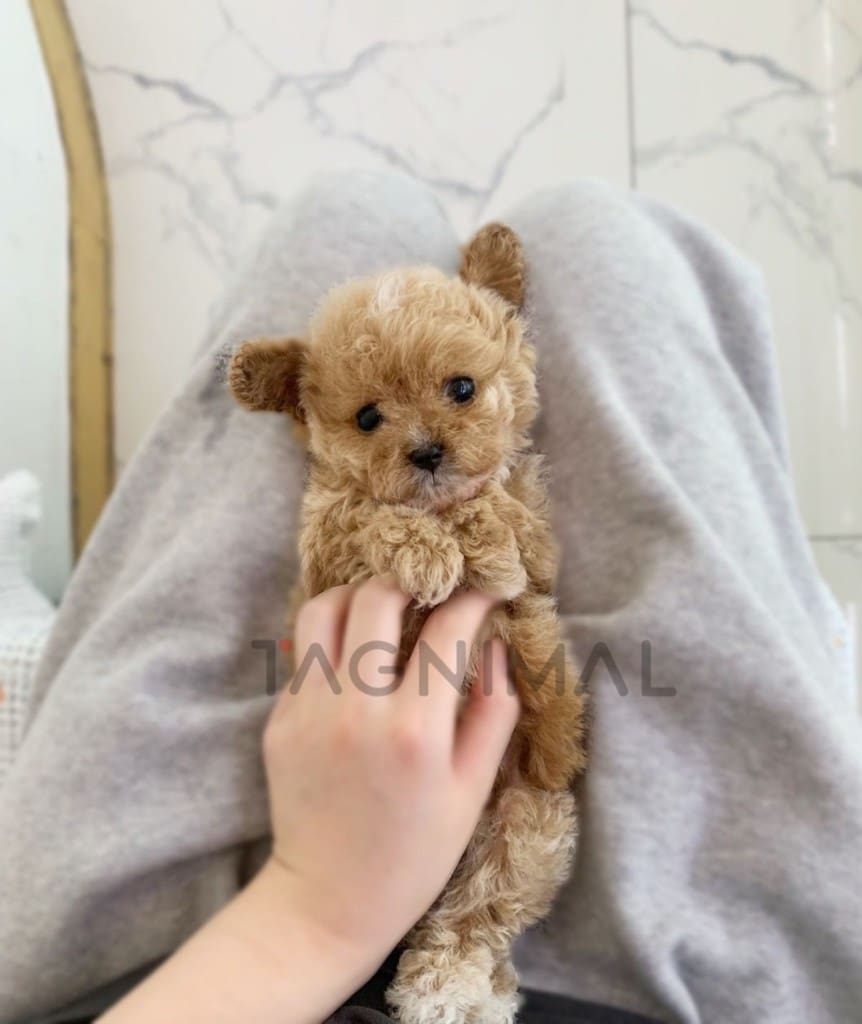 Jin (จิน) | Tagnimal