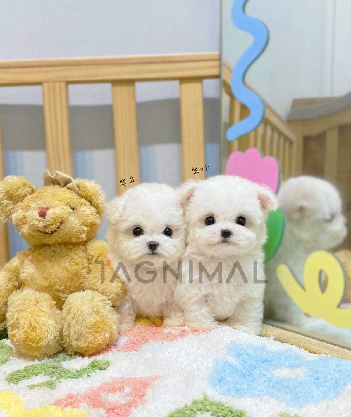 Ppoya (ปู๊ย่ะ) & Ppuyo (ปู๊โย่ะ) | Tagnimal