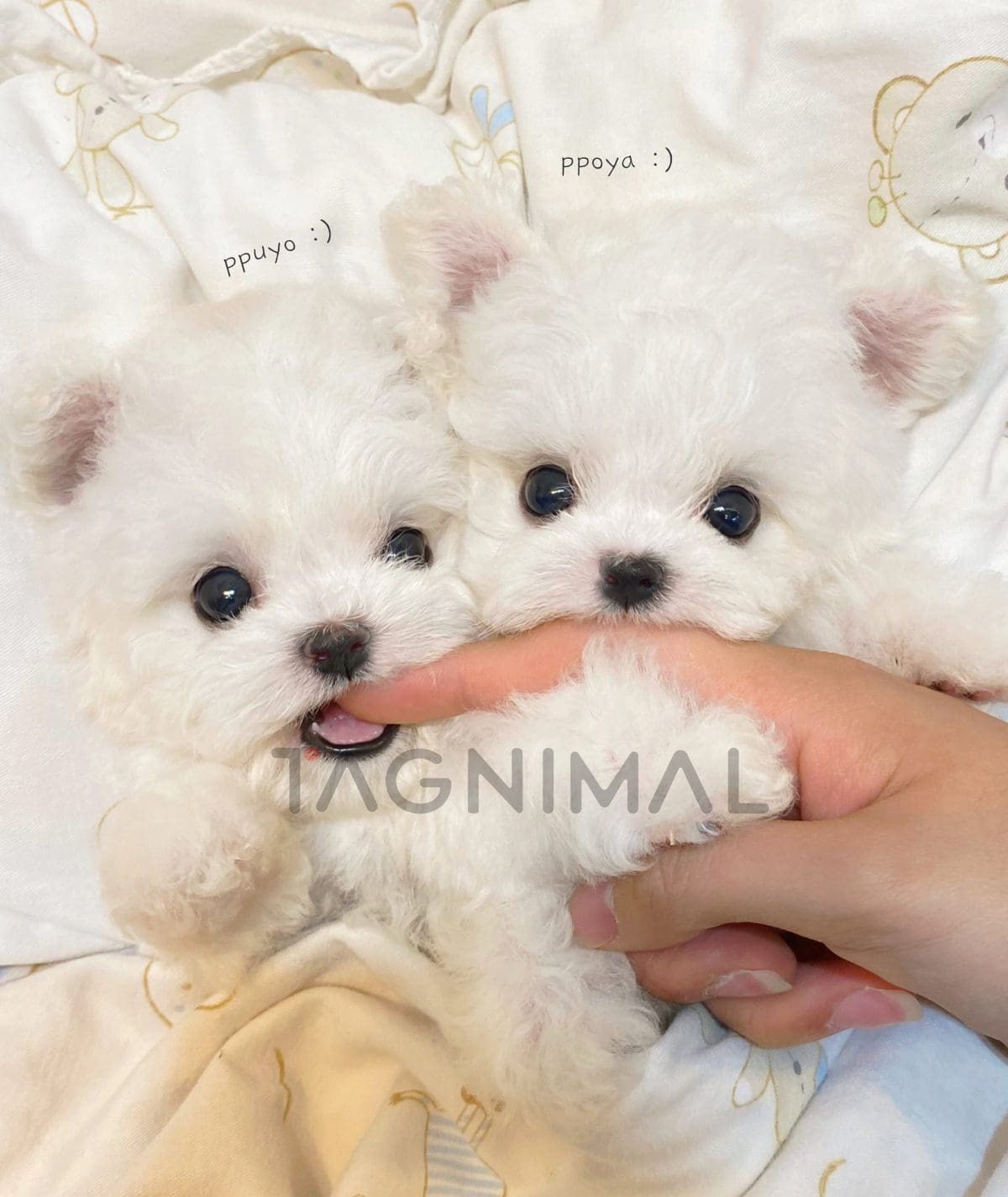 Ppoya (ปู๊ย่ะ) & Ppuyo (ปู๊โย่ะ) | Tagnimal