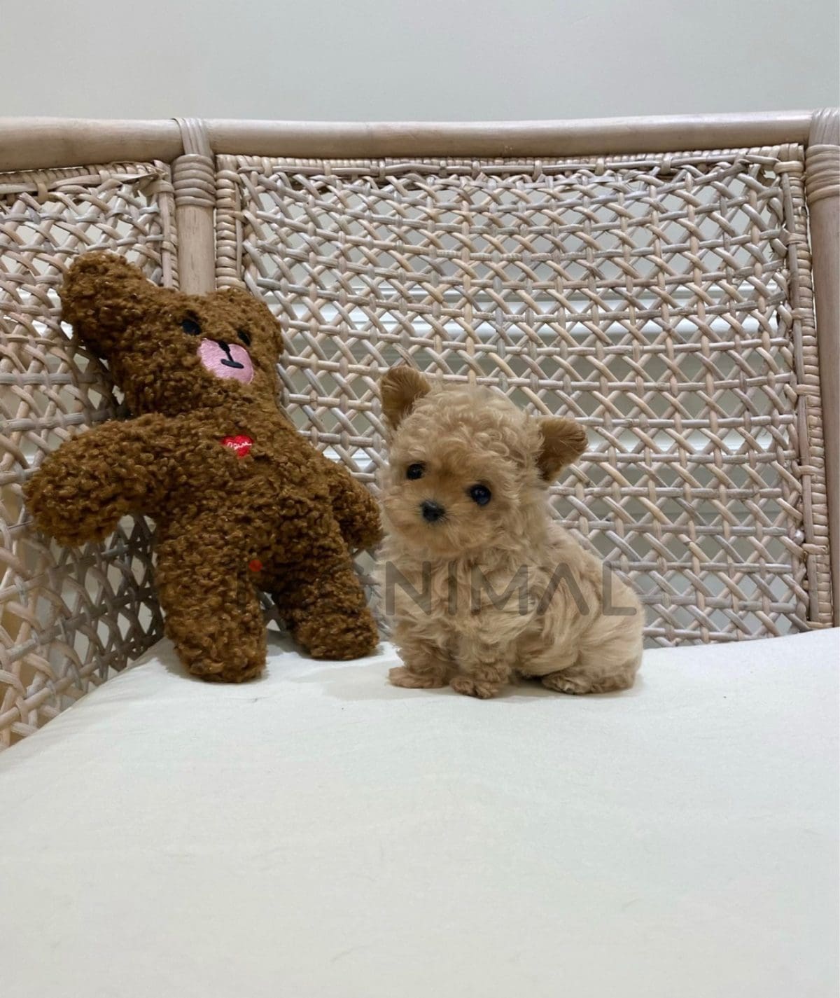 Tommy (ทอมมี่) | Tagnimal