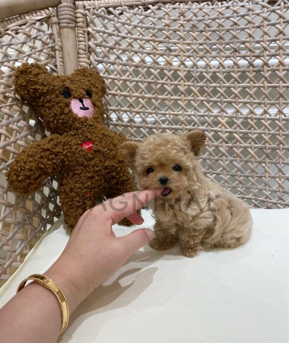 Tommy (ทอมมี่) | Tagnimal