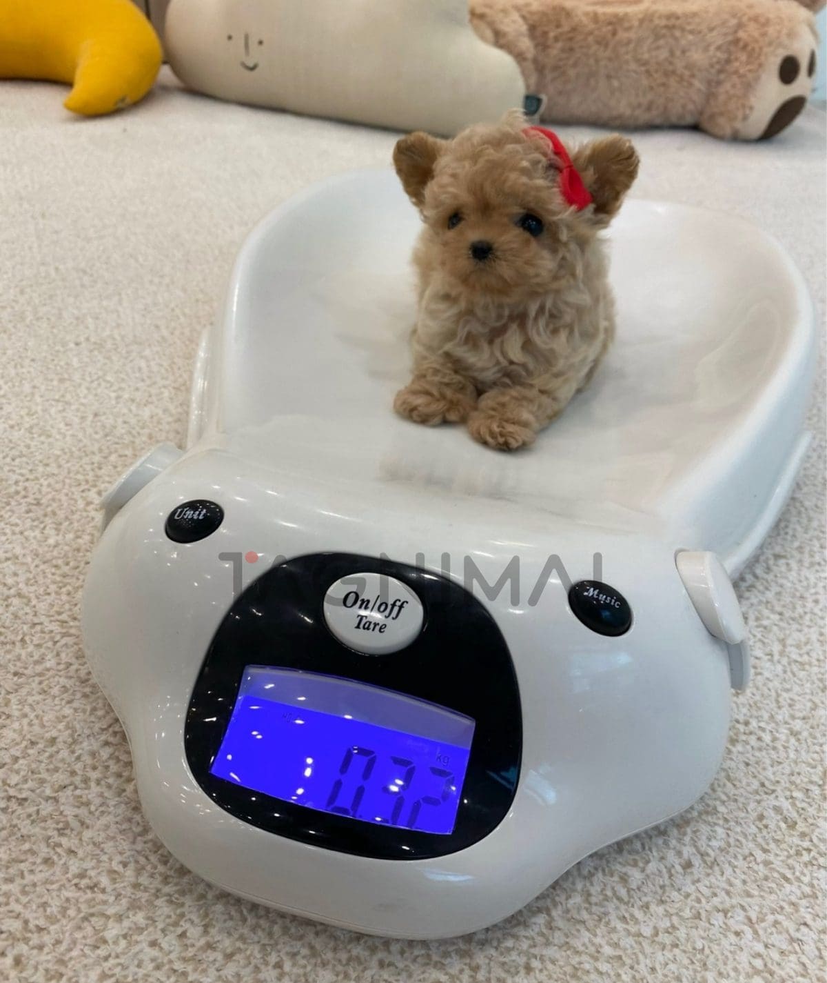 Tommy (ทอมมี่) | Tagnimal