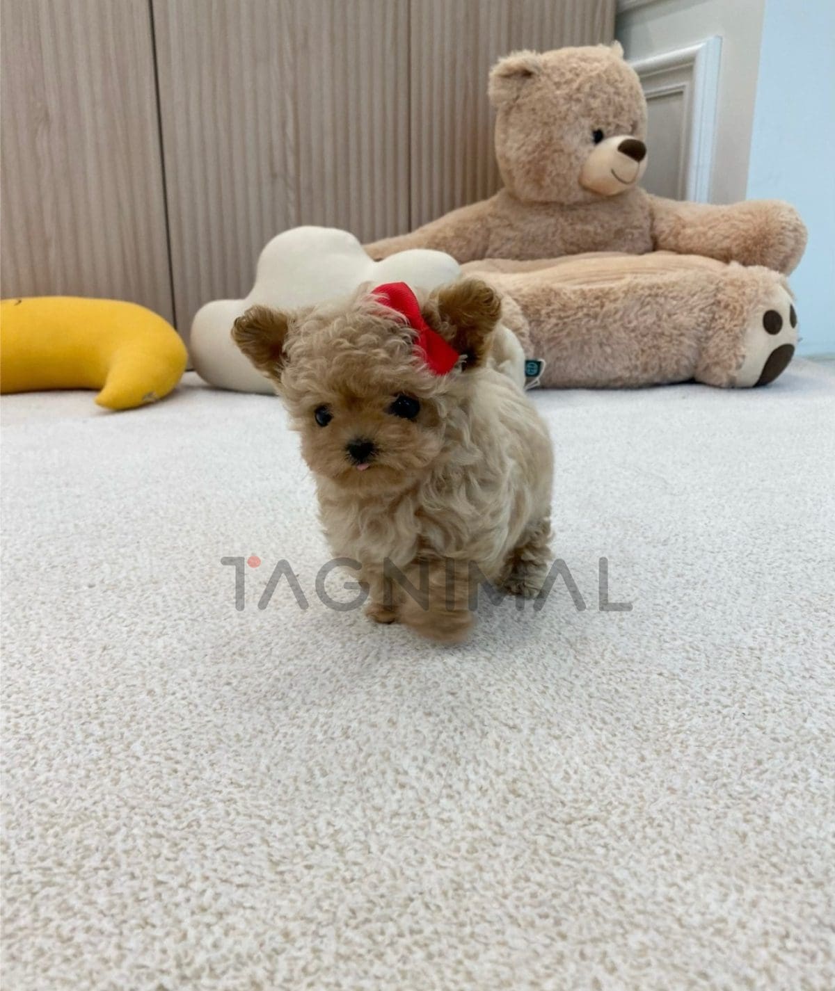 Tommy (ทอมมี่) | Tagnimal