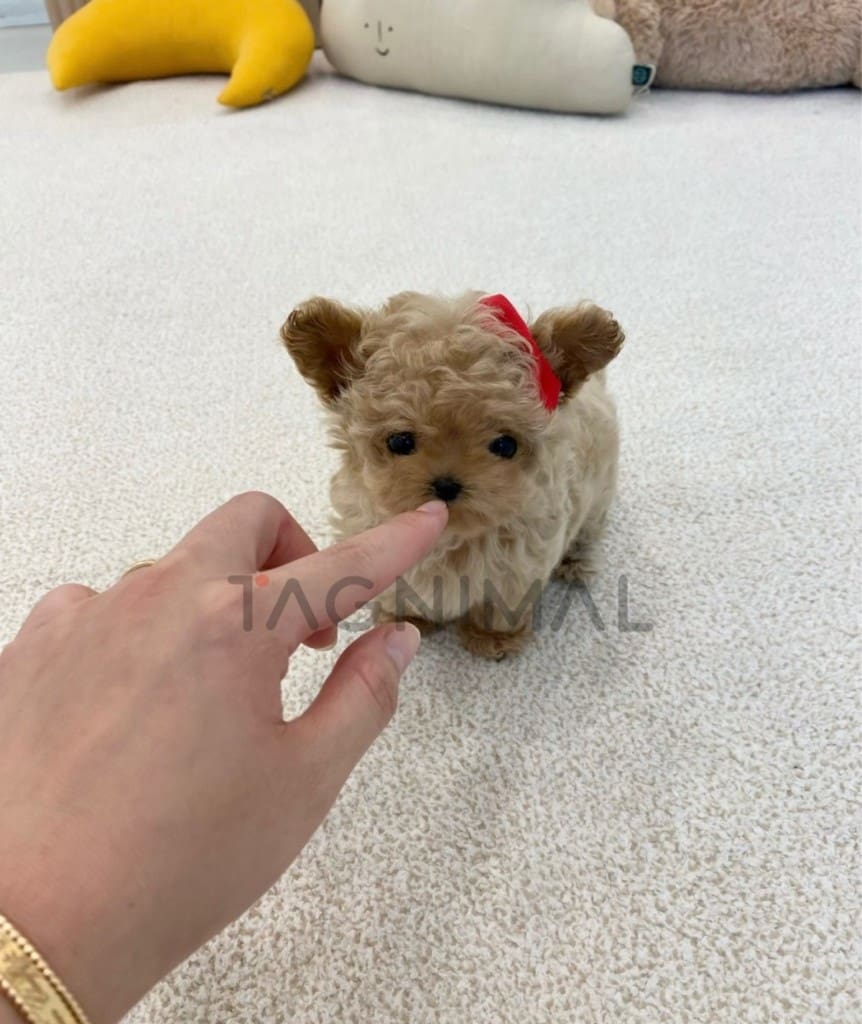 Tommy (ทอมมี่) | Tagnimal