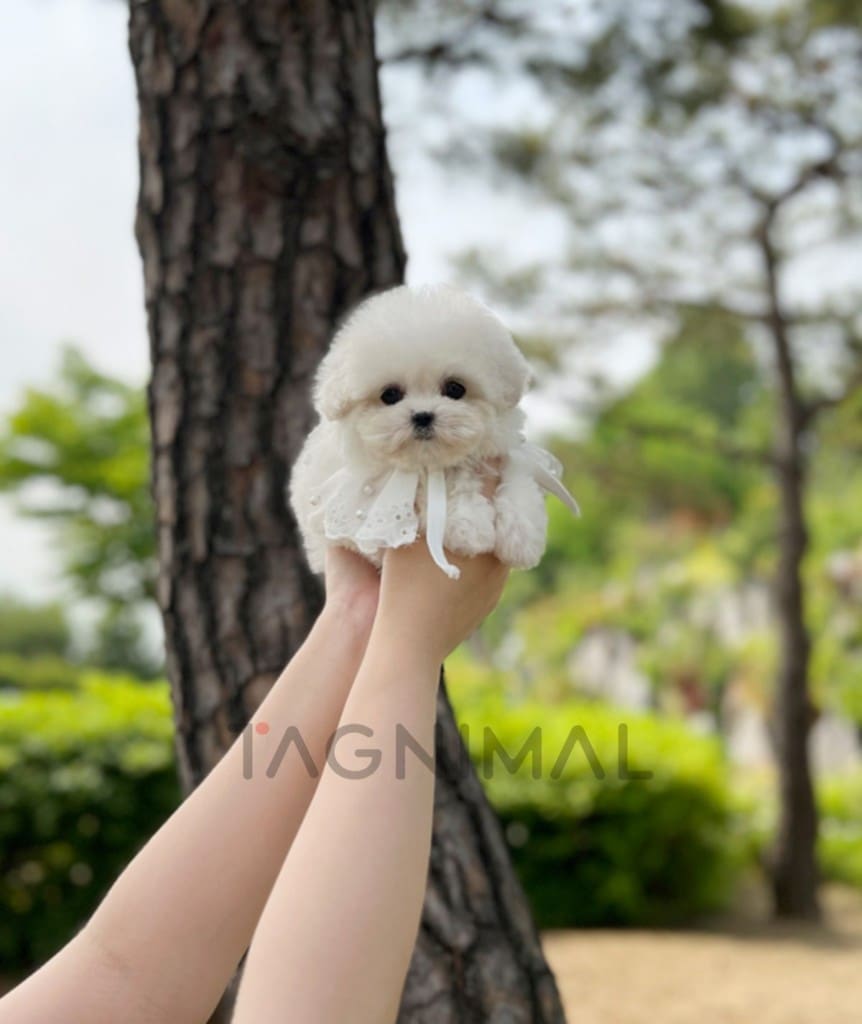 Woobi (วูบี) | Tagnimal