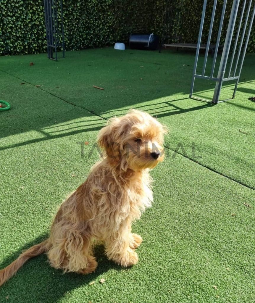 Ethan (อีธาน) | Tagnimal