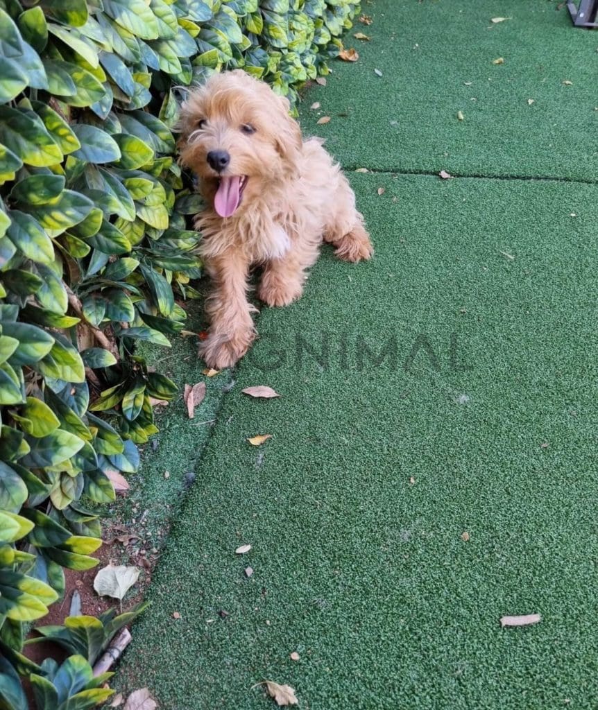 Ethan (อีธาน) | Tagnimal