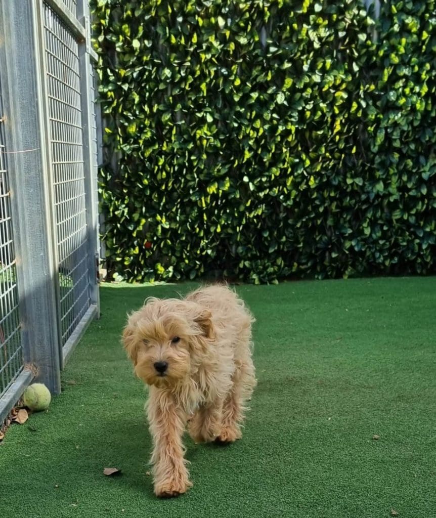 Ethan (อีธาน) | Tagnimal