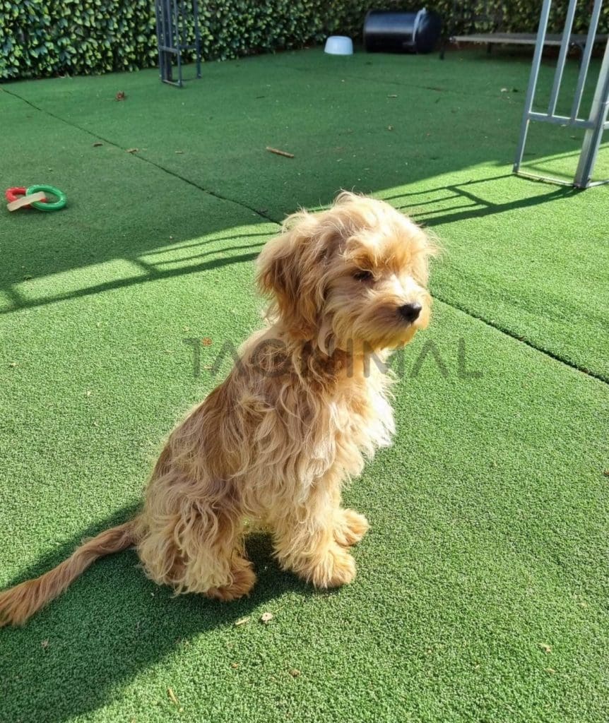 Ethan (อีธาน) | Tagnimal