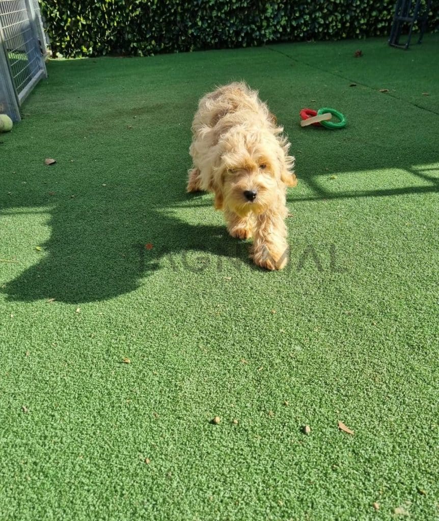 Ethan (อีธาน) | Tagnimal