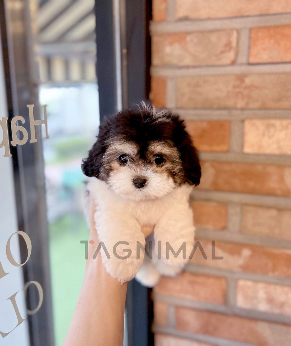 Luigi (ลุยจิ) | Tagnimal