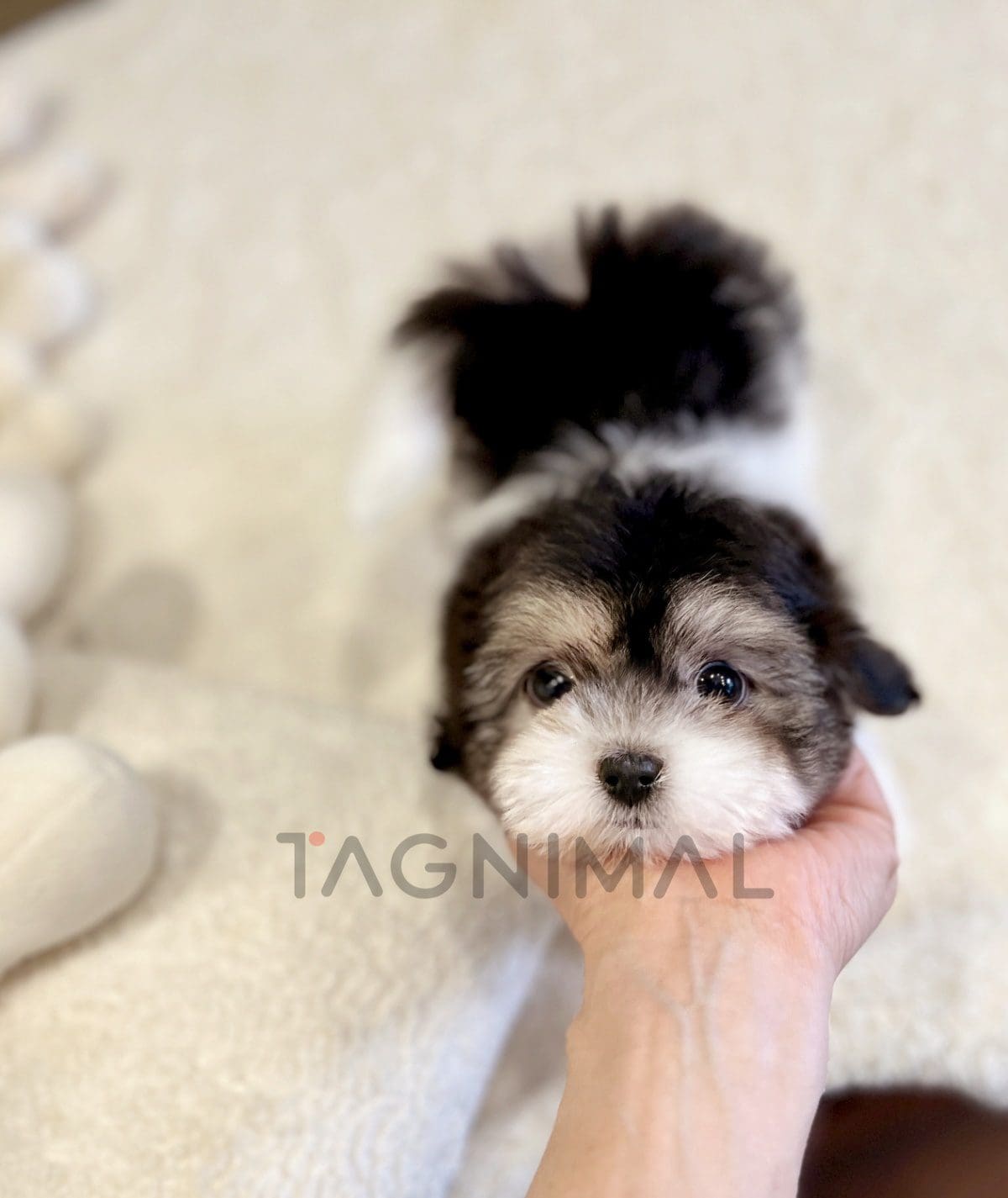 Luigi (ลุยจิ) | Tagnimal