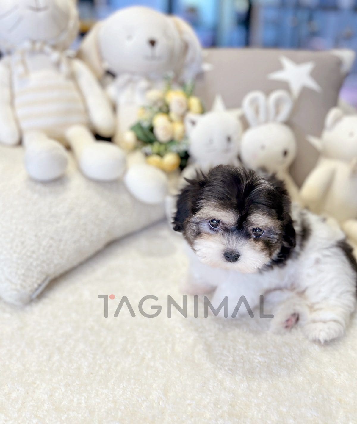 Luigi (ลุยจิ) | Tagnimal