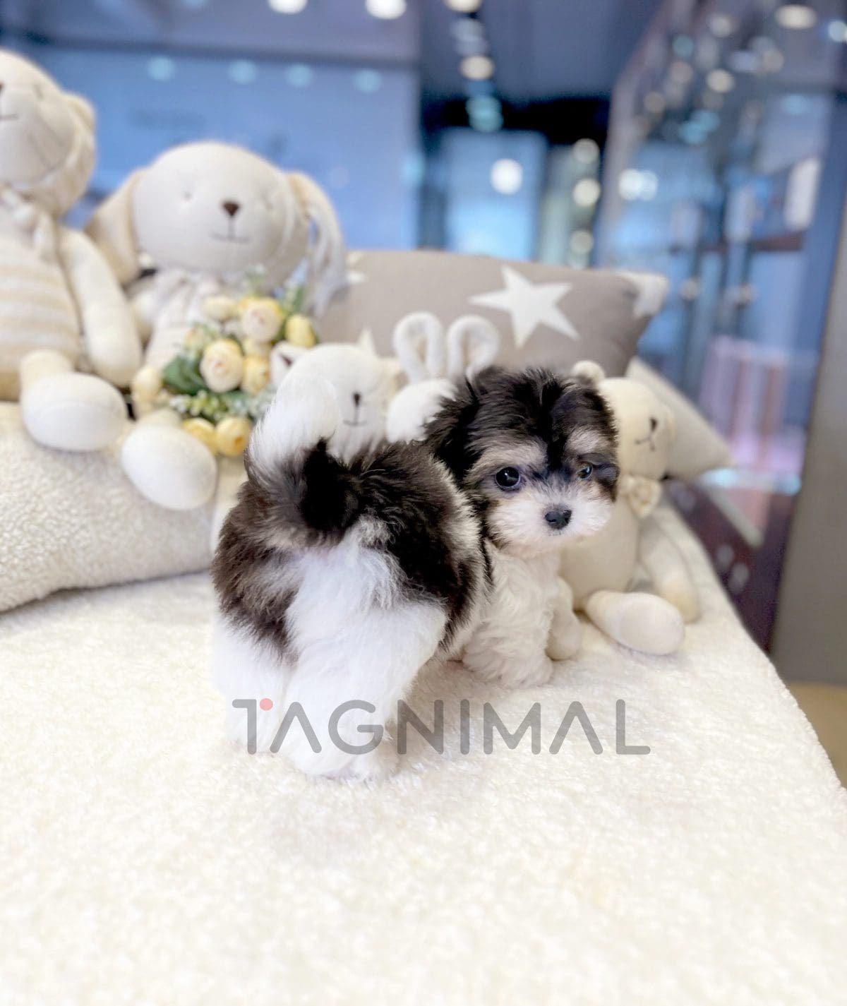 Luigi (ลุยจิ) | Tagnimal