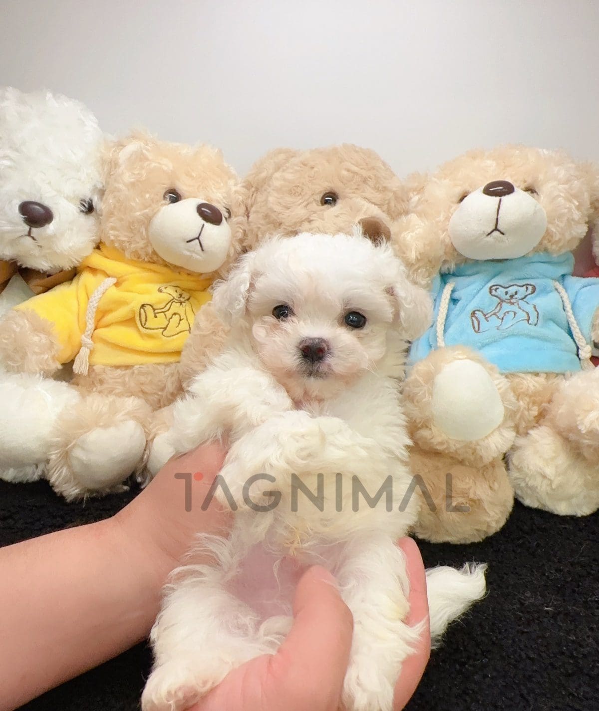 Rain (เรน) | Tagnimal