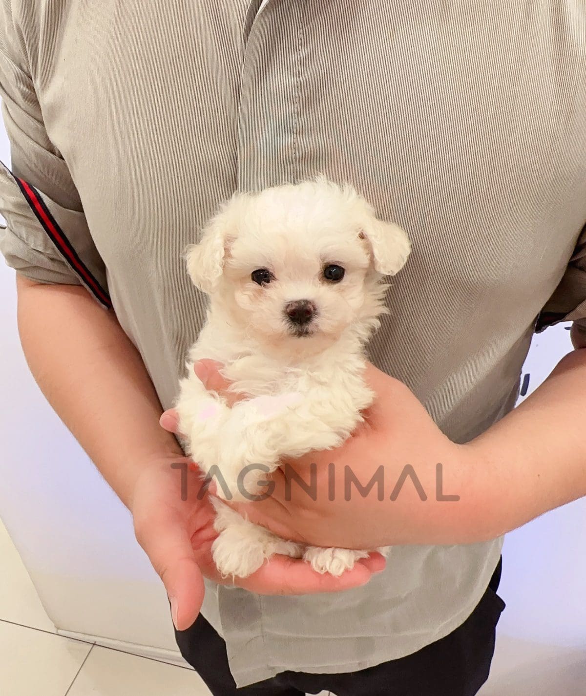 Rain (เรน) | Tagnimal