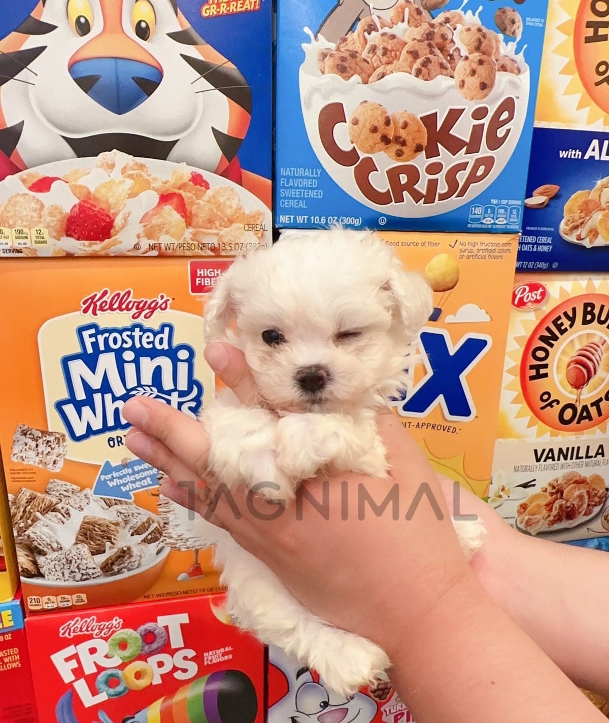 Rain (เรน) | Tagnimal