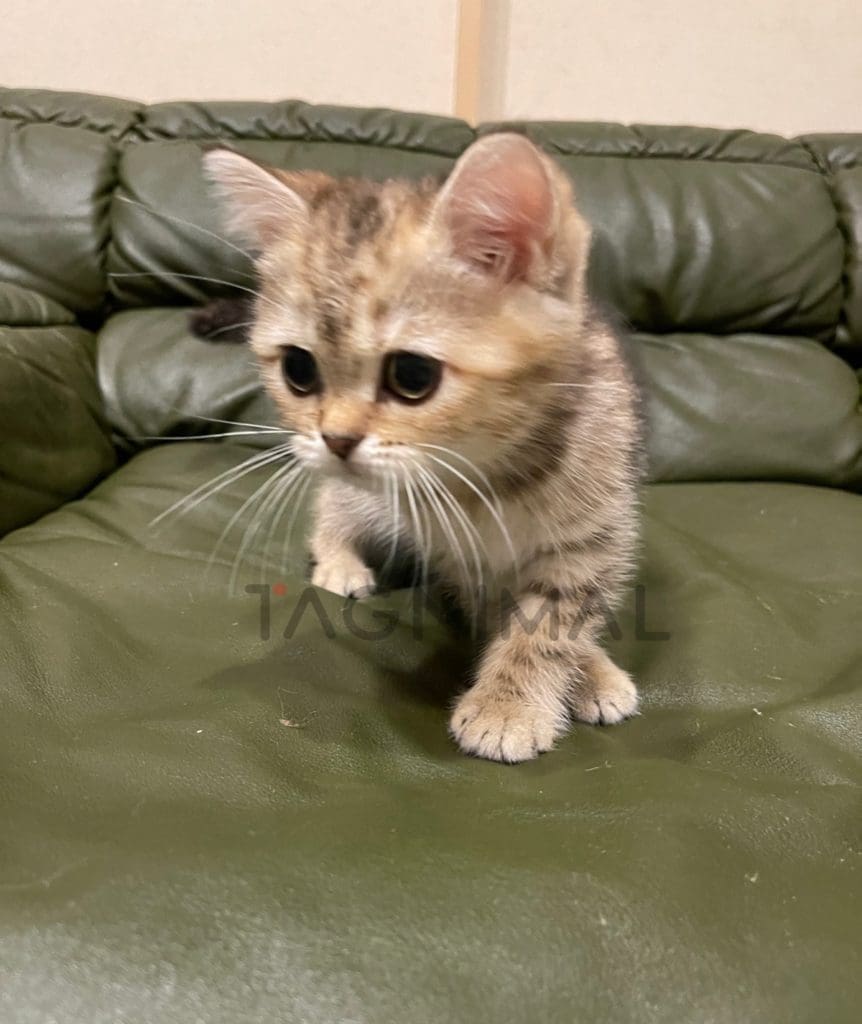 Ariel (แอเรียล) | Tagnimal