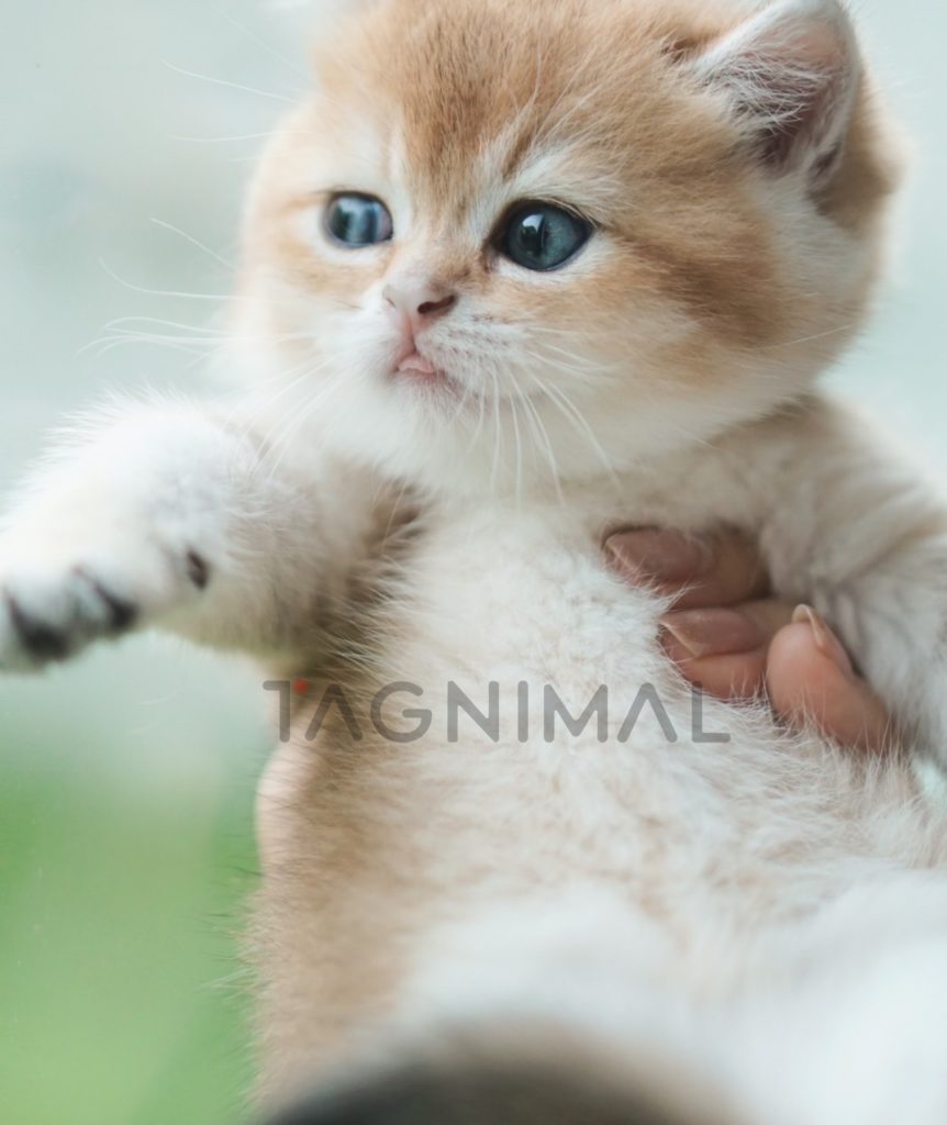 Hobie (โฮบี้) | Tagnimal